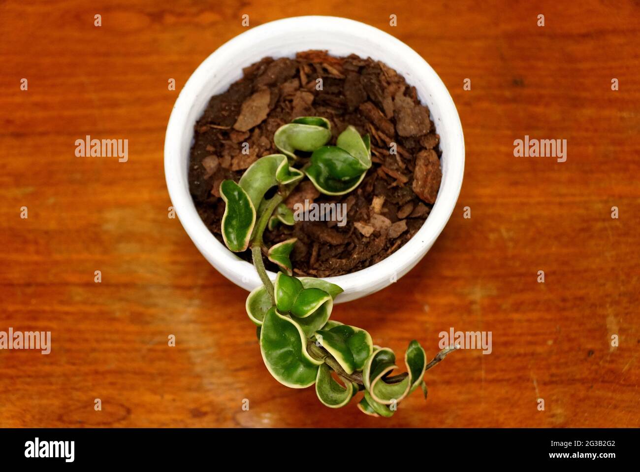 A variegated Hindu Rope plant inside a white pot, with scientific name ...