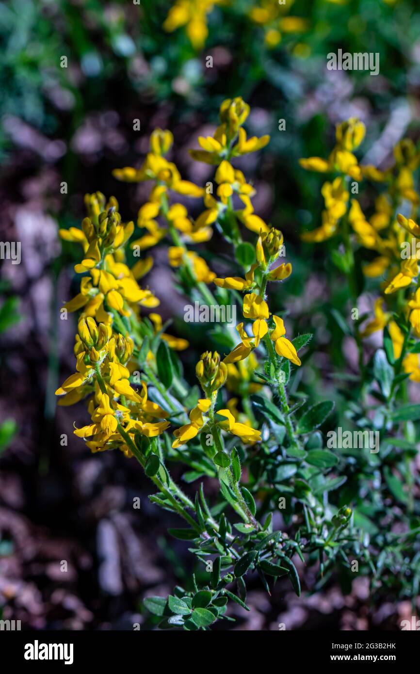 Genista tinctoria growing in the forest Stock Photo - Alamy