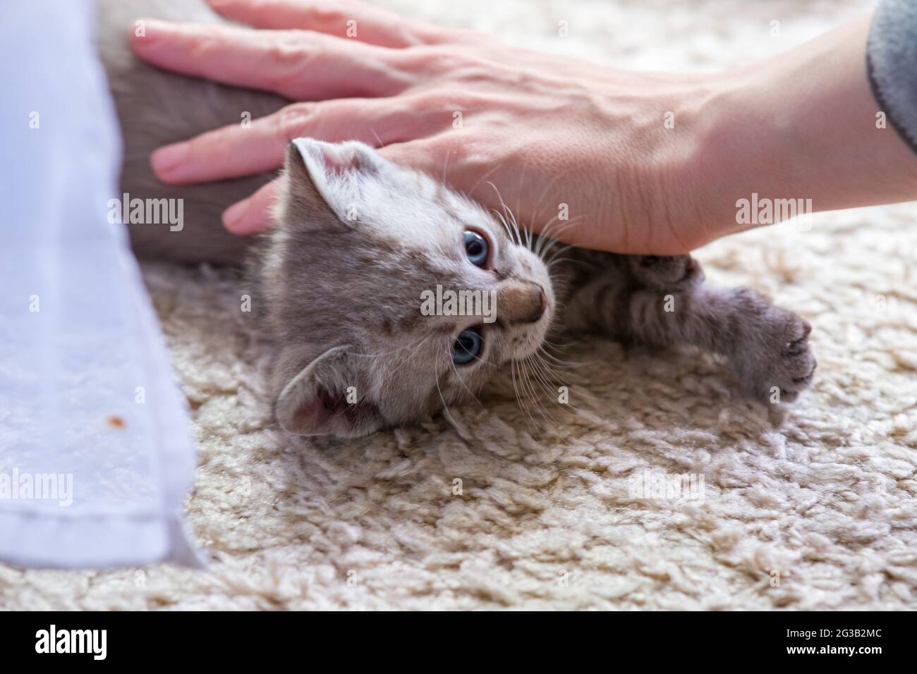 Woman holding kitty Stock Photo - Alamy