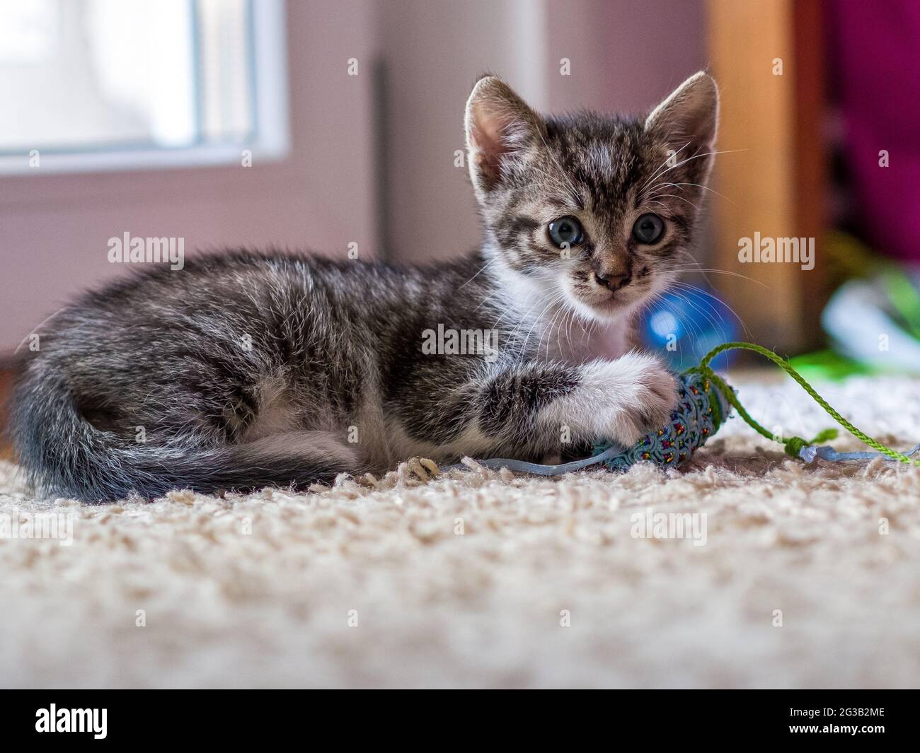 Kitten daily hi-res stock photography and images - Alamy