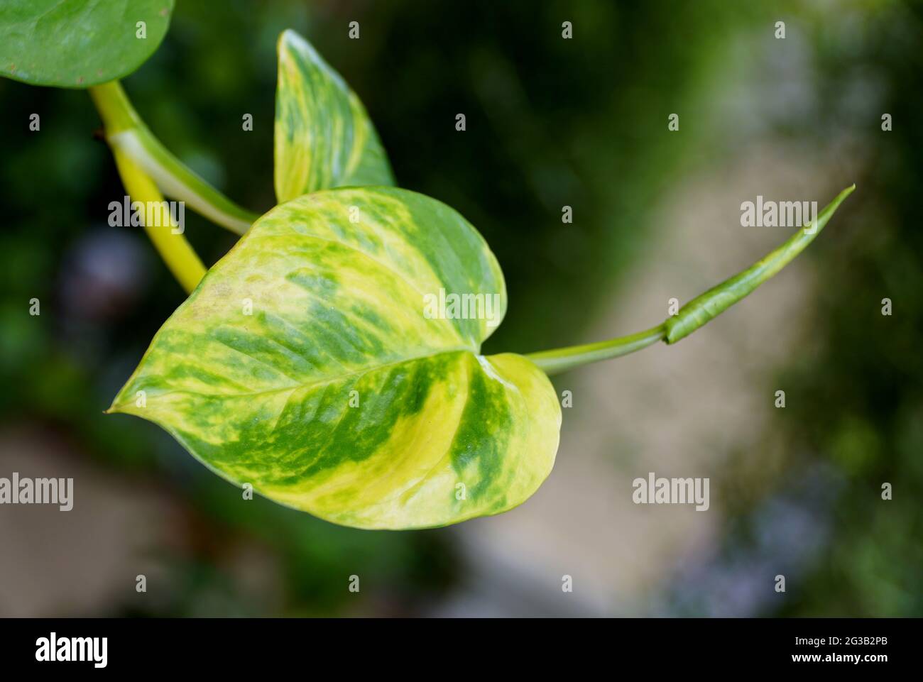 Close up of a green and yellow leaves of Golden pothos, a popular ...