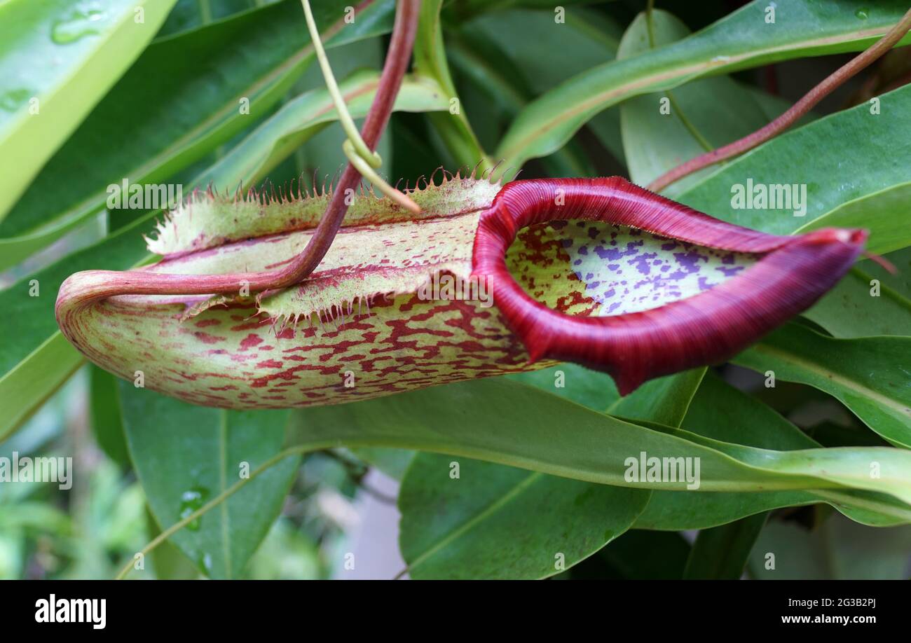 Red leaf ribs hi-res stock photography and images - Alamy