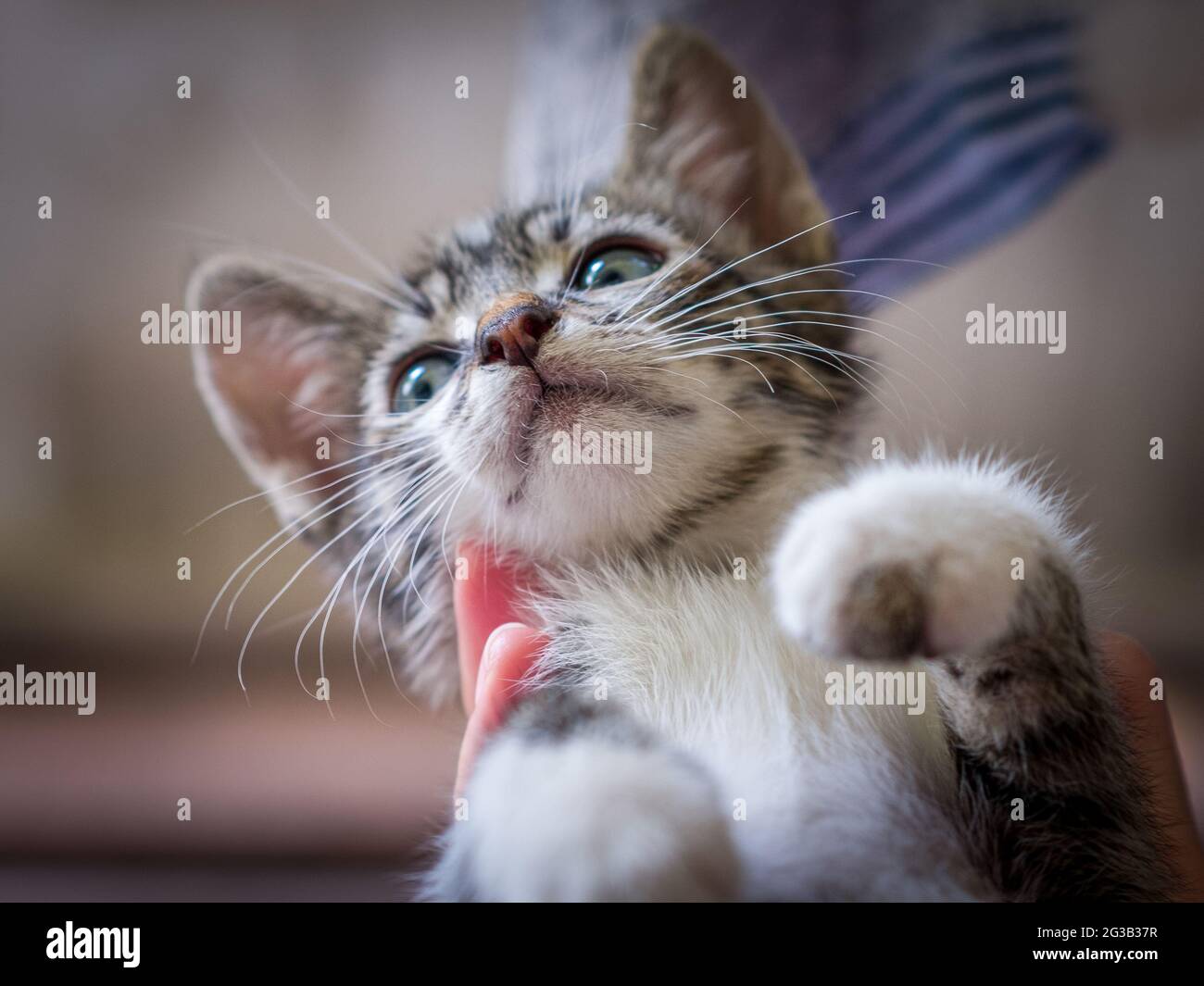 Kitten daily hi-res stock photography and images - Alamy