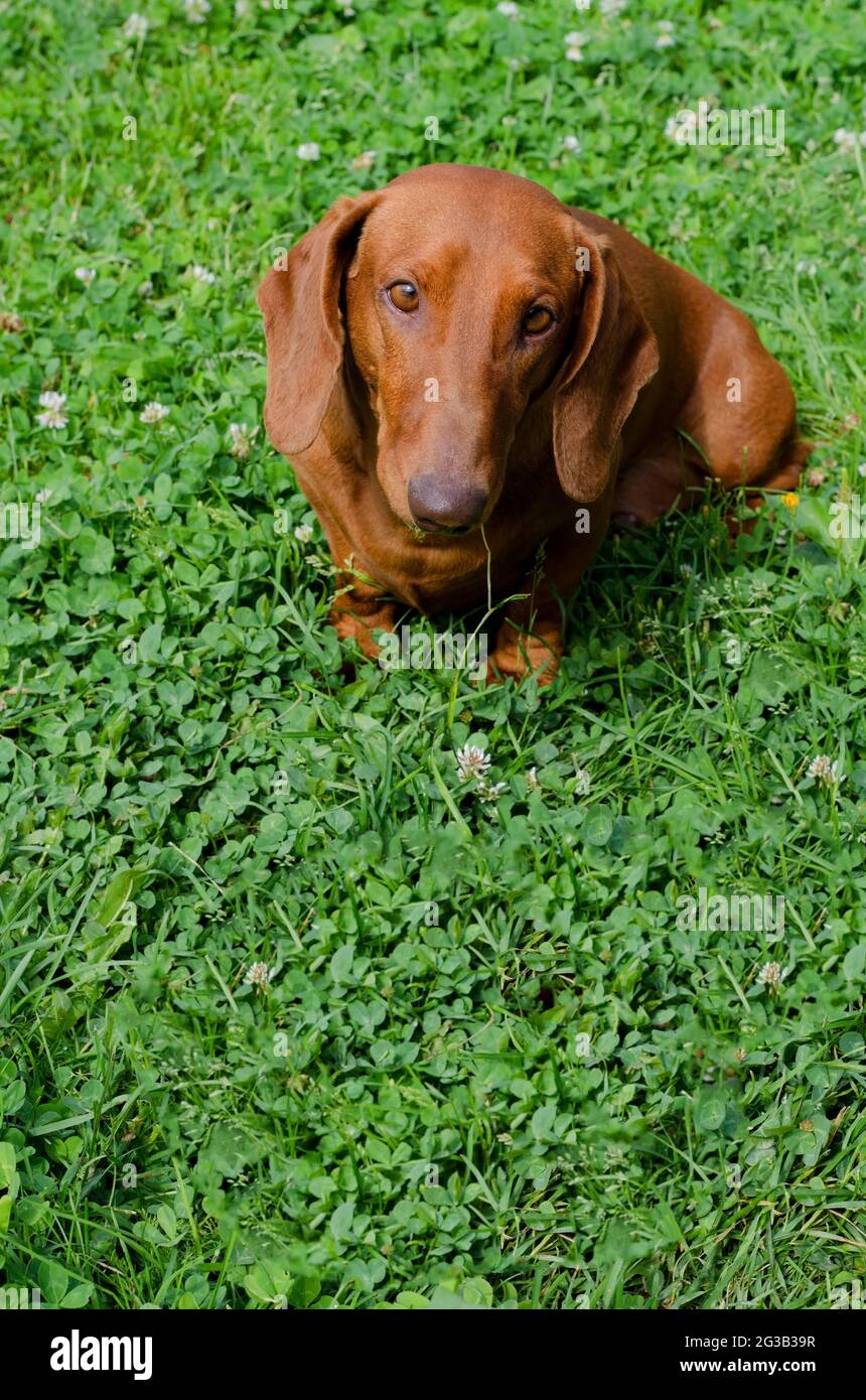 Why Do Dogs Look Away When Guilty