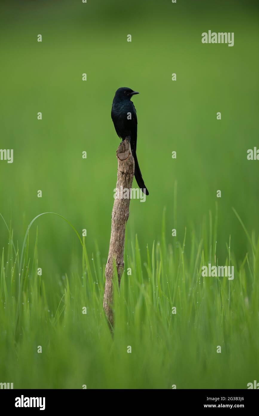 Bronze drongo hi-res stock photography and images - Alamy