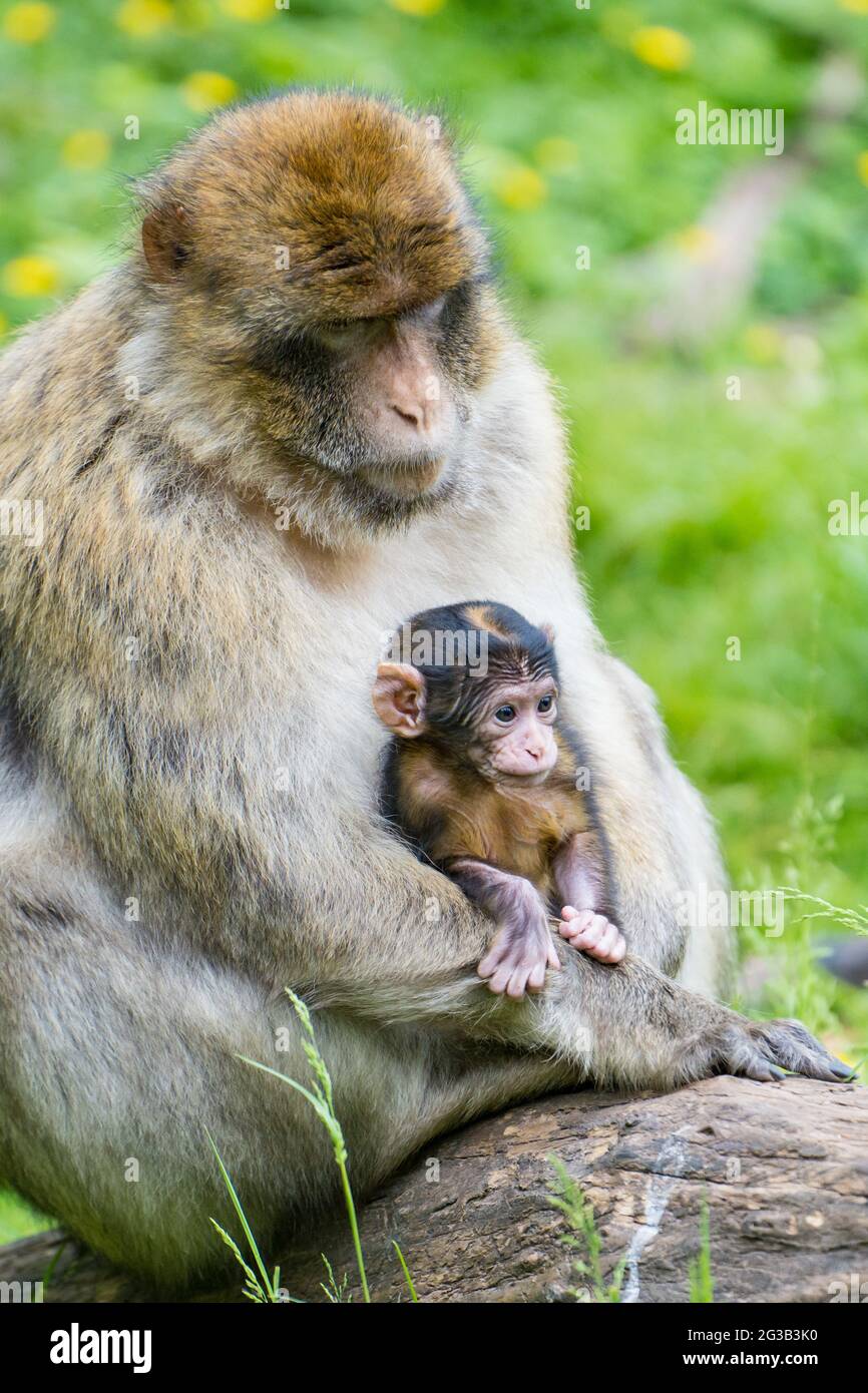 Macaque baby with mother hi-res stock photography and images - Alamy