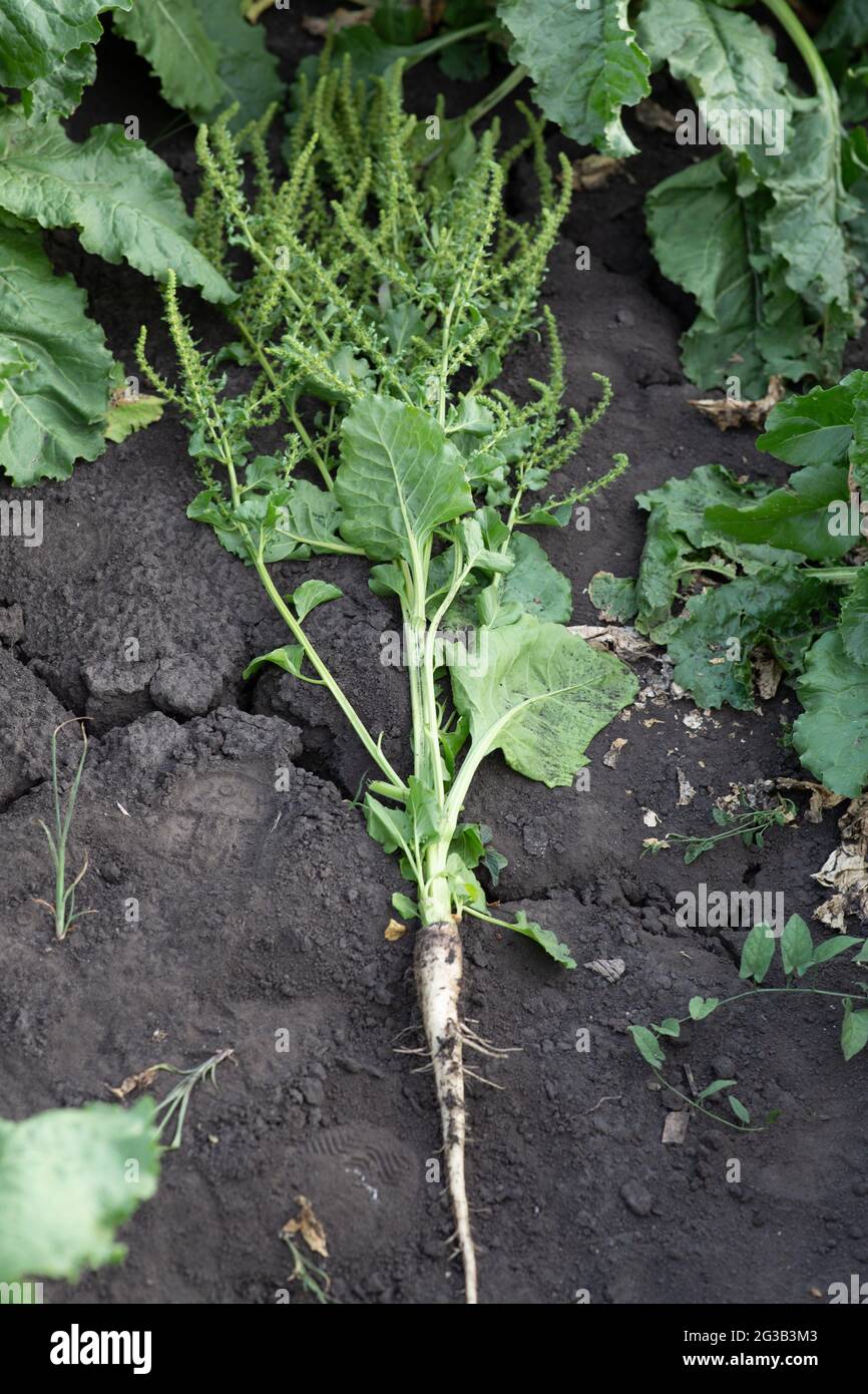 Sugar beet seed hi-res stock photography and images - Alamy