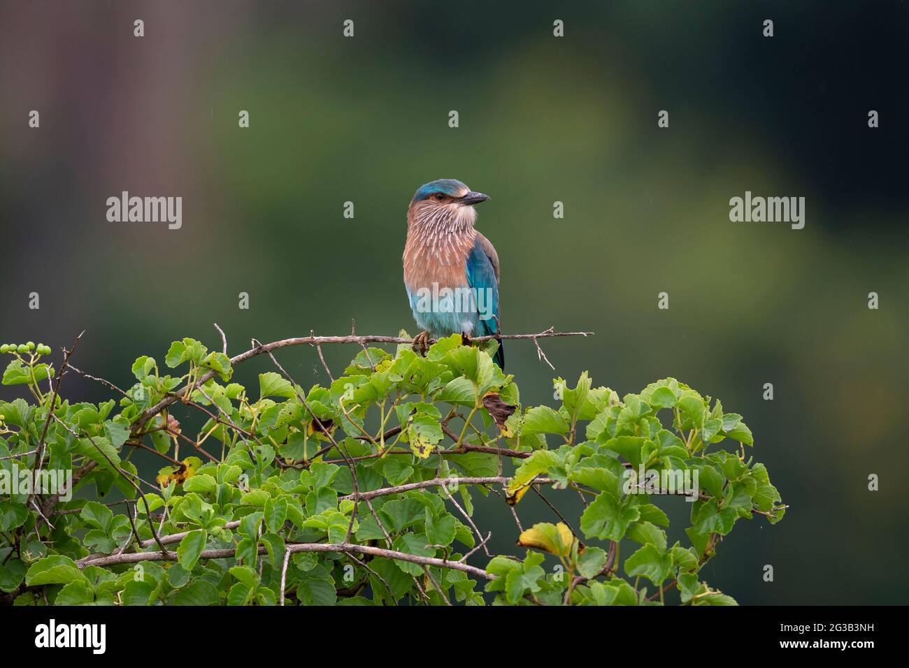 Indian grassland birds hi-res stock photography and images - Alamy