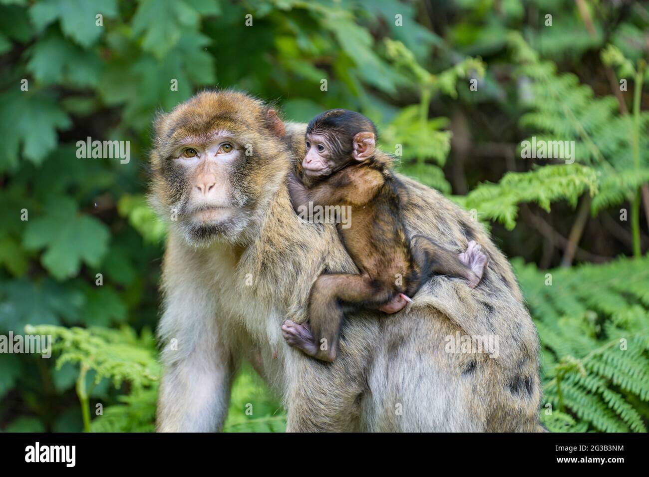 Macaque baby with mother hi-res stock photography and images - Alamy
