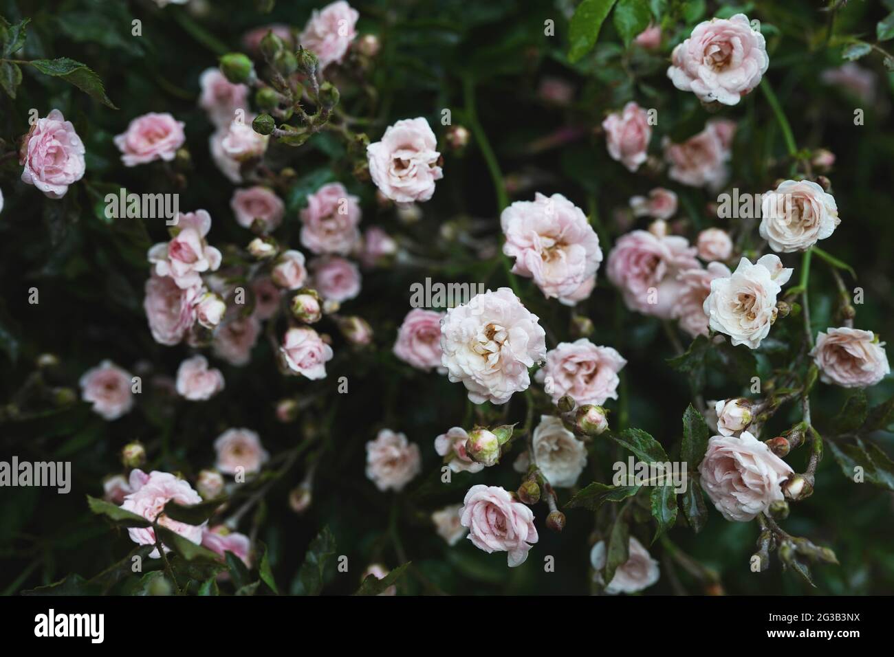 Amazing roses hi-res stock photography and images - Alamy