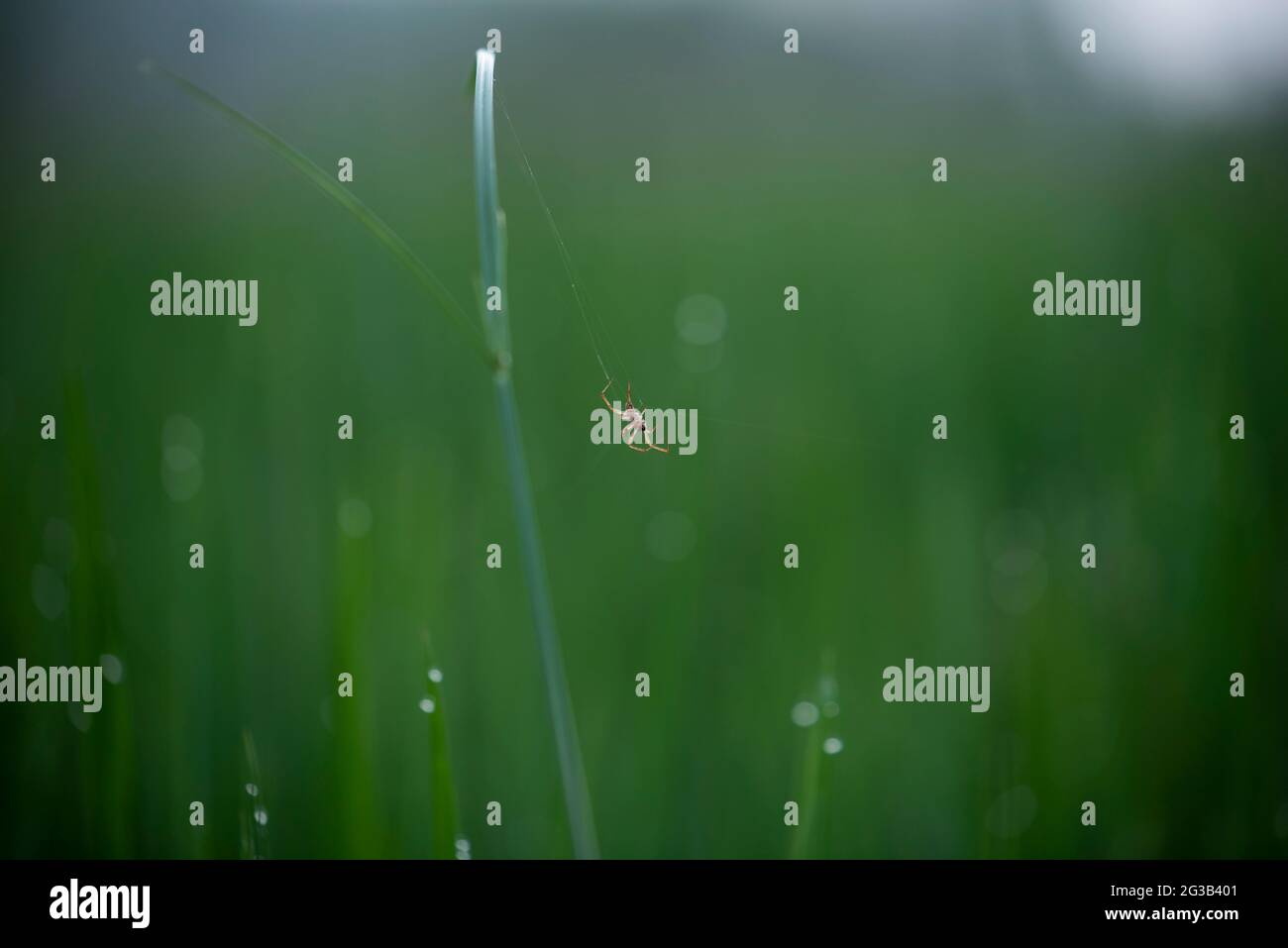 Spider and creative shot Stock Photo - Alamy