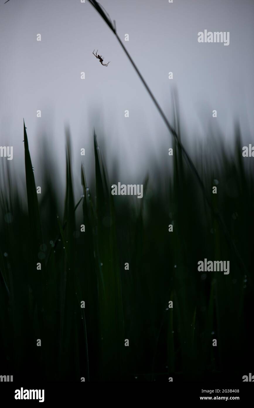 Spider and creative shot Stock Photo - Alamy