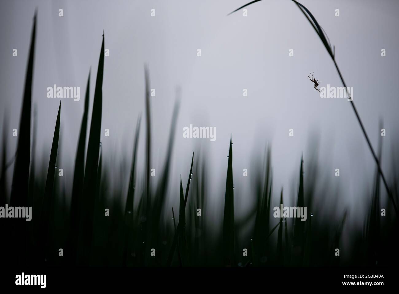 Spider and creative shot Stock Photo - Alamy