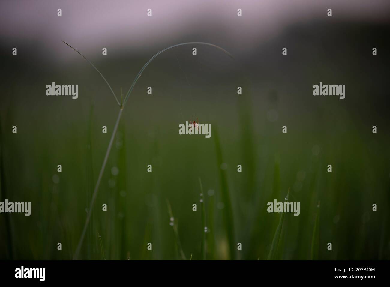 Spider and creative shot Stock Photo - Alamy