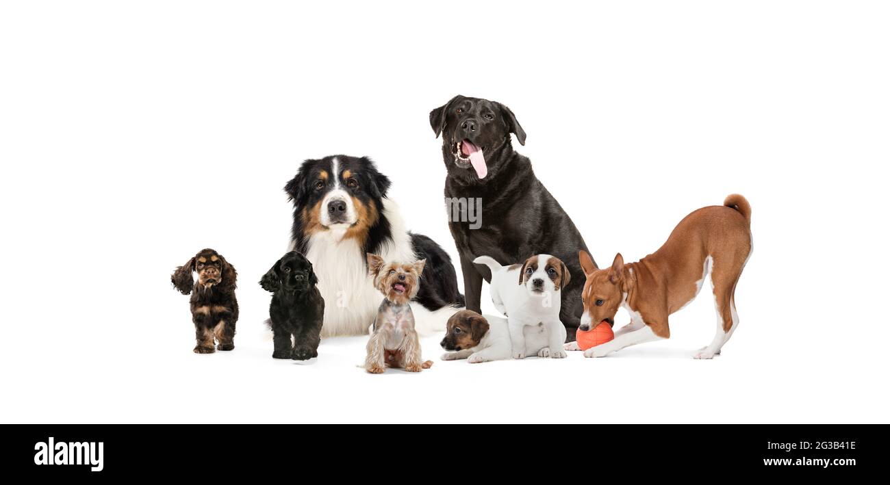 Group of different purebred dogs sitting isolated over white studio ...