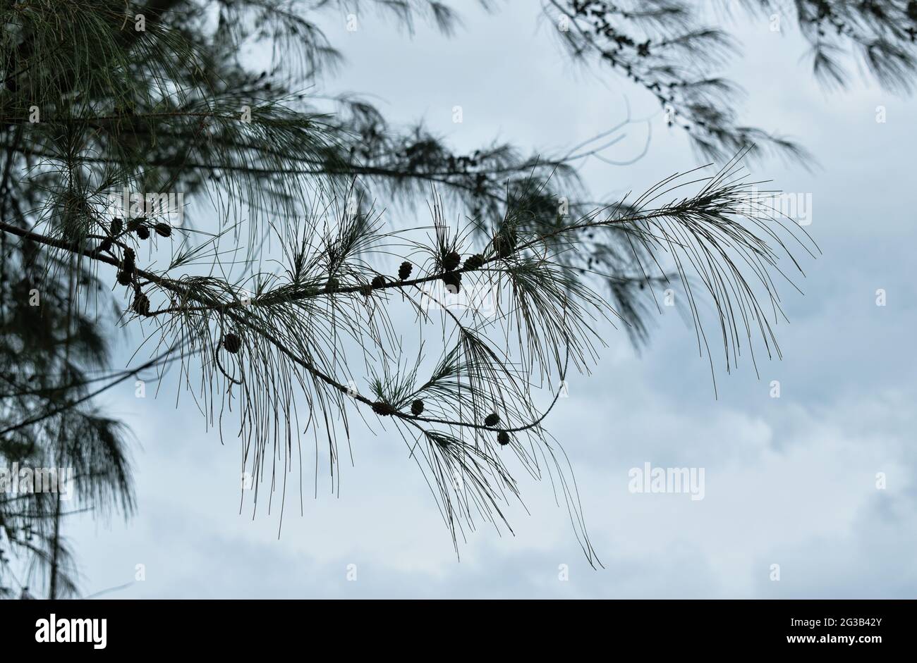 pine tree leaf and seed hanging from branch with sky background at ...