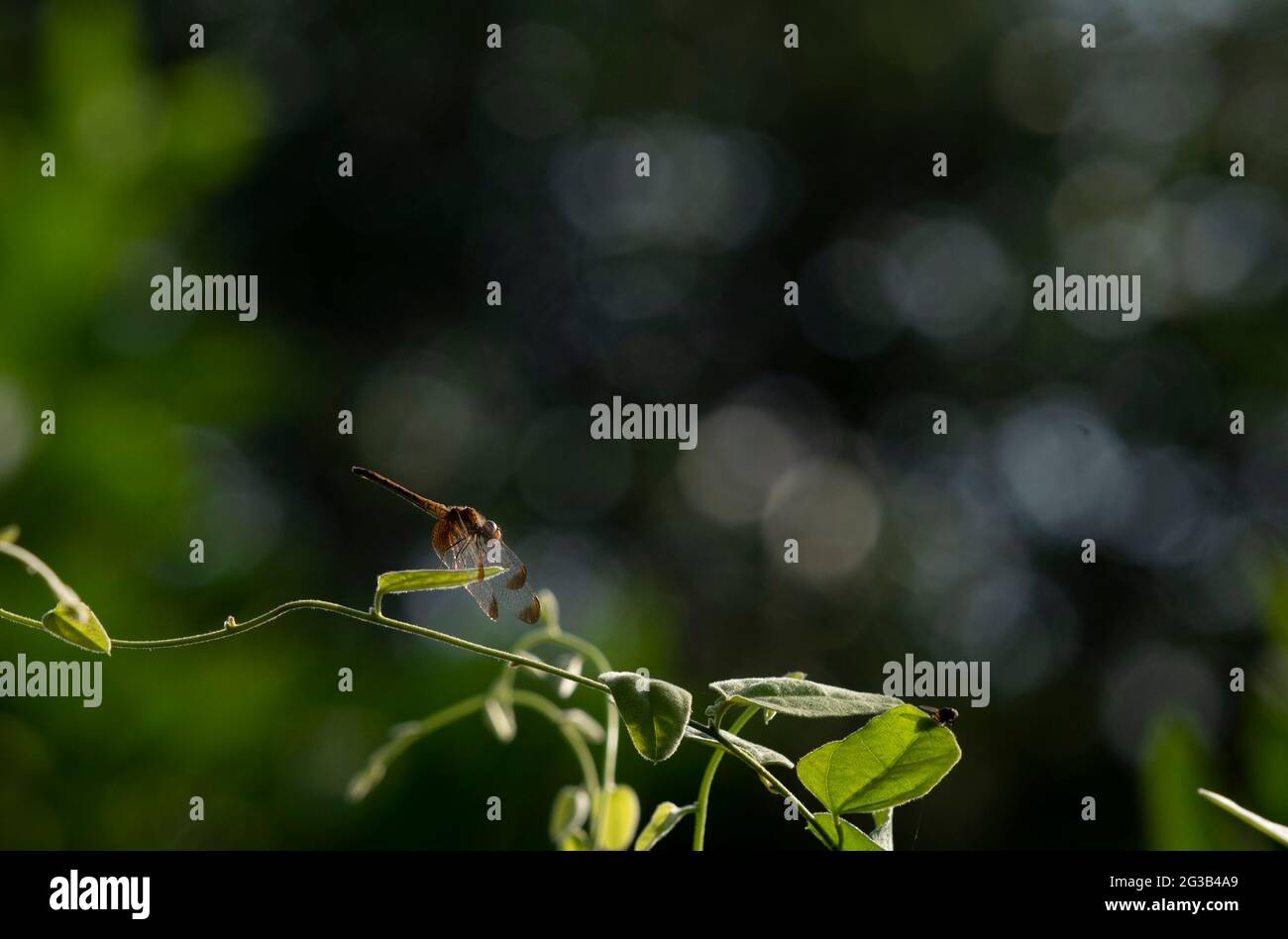 Insects grassy discovery hi-res stock photography and images - Alamy