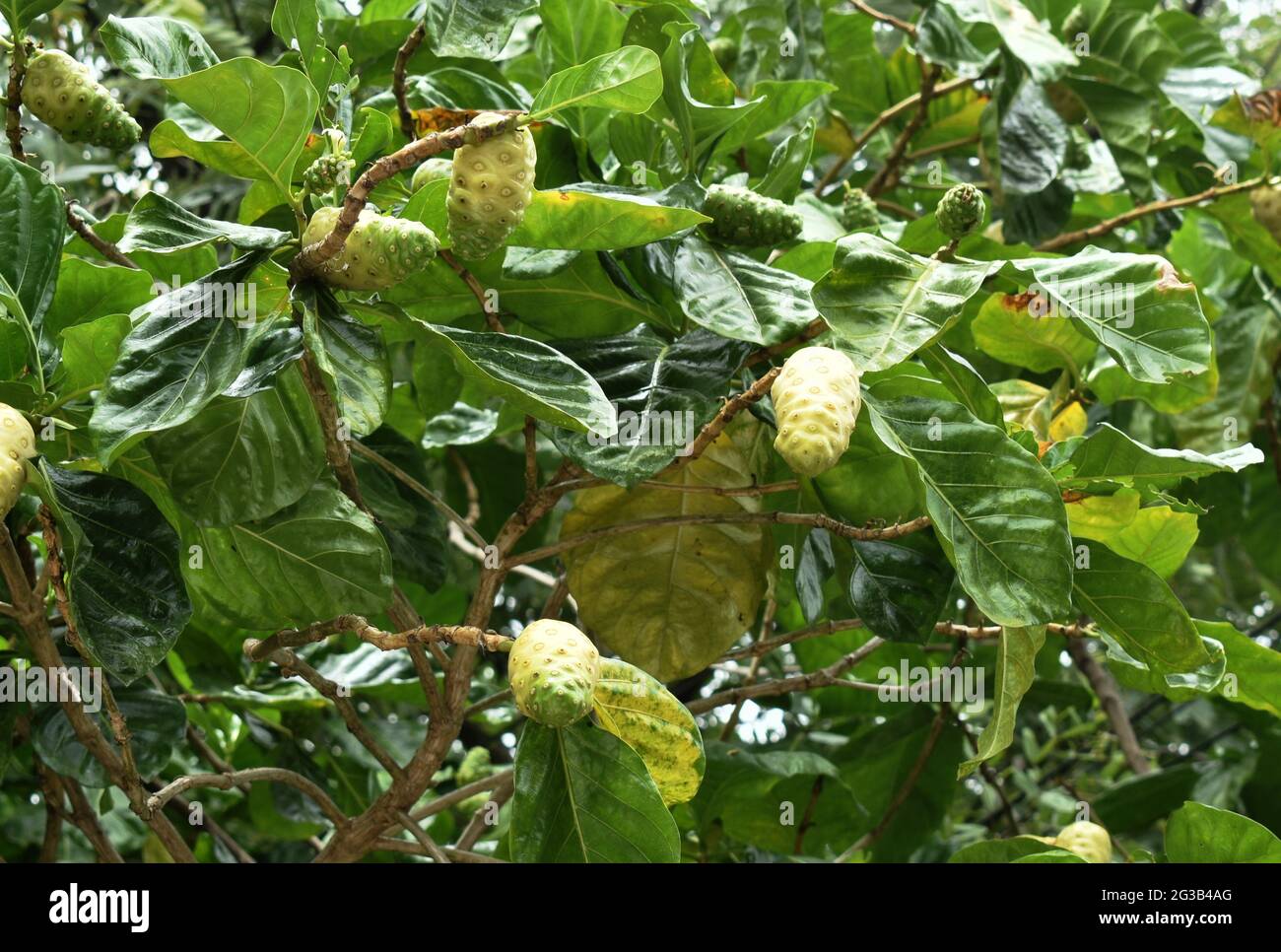 beach or Indian mulberry growth at treetop on garden in summer Stock ...