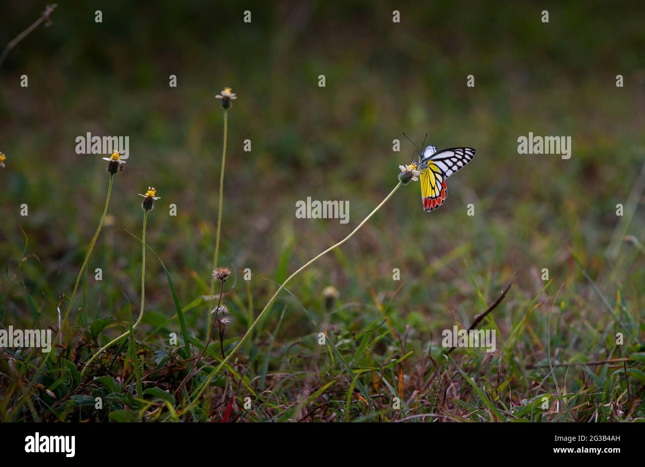 Butterfly contrast hi-res stock photography and images - Alamy
