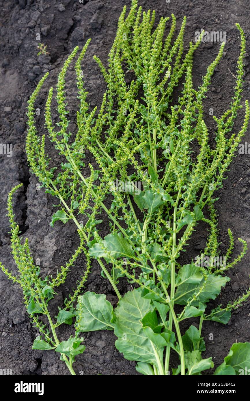 Sugar beet seed hi-res stock photography and images - Alamy