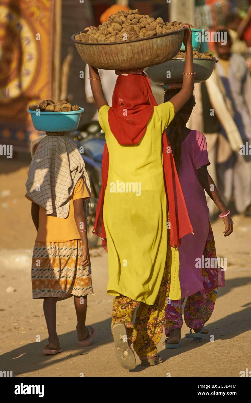 Group of females carrying baskets containing camel dung for use as fuel ...