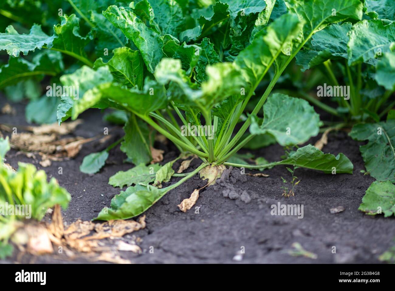 Sugar beet crops field, agricultural landscape Stock Photo - Alamy