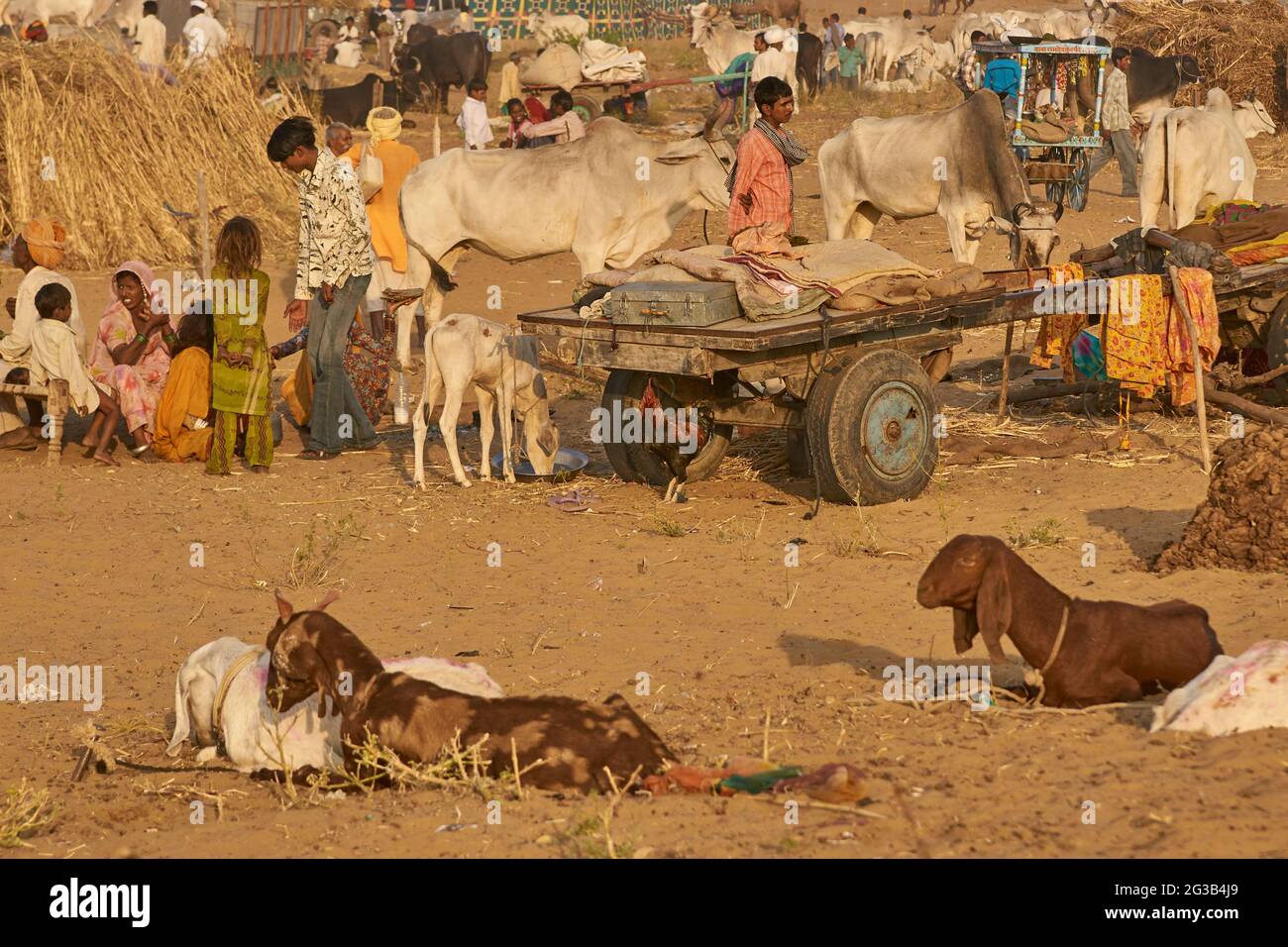 Animal carts india hi-res stock photography and images - Alamy