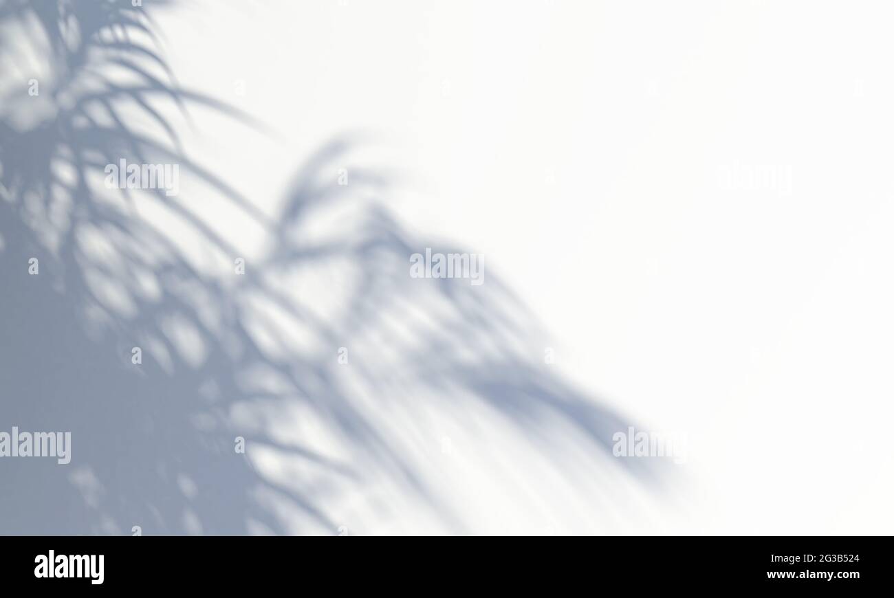 Shadow from a tree falling on a white wall. 3d rendering Stock Photo ...