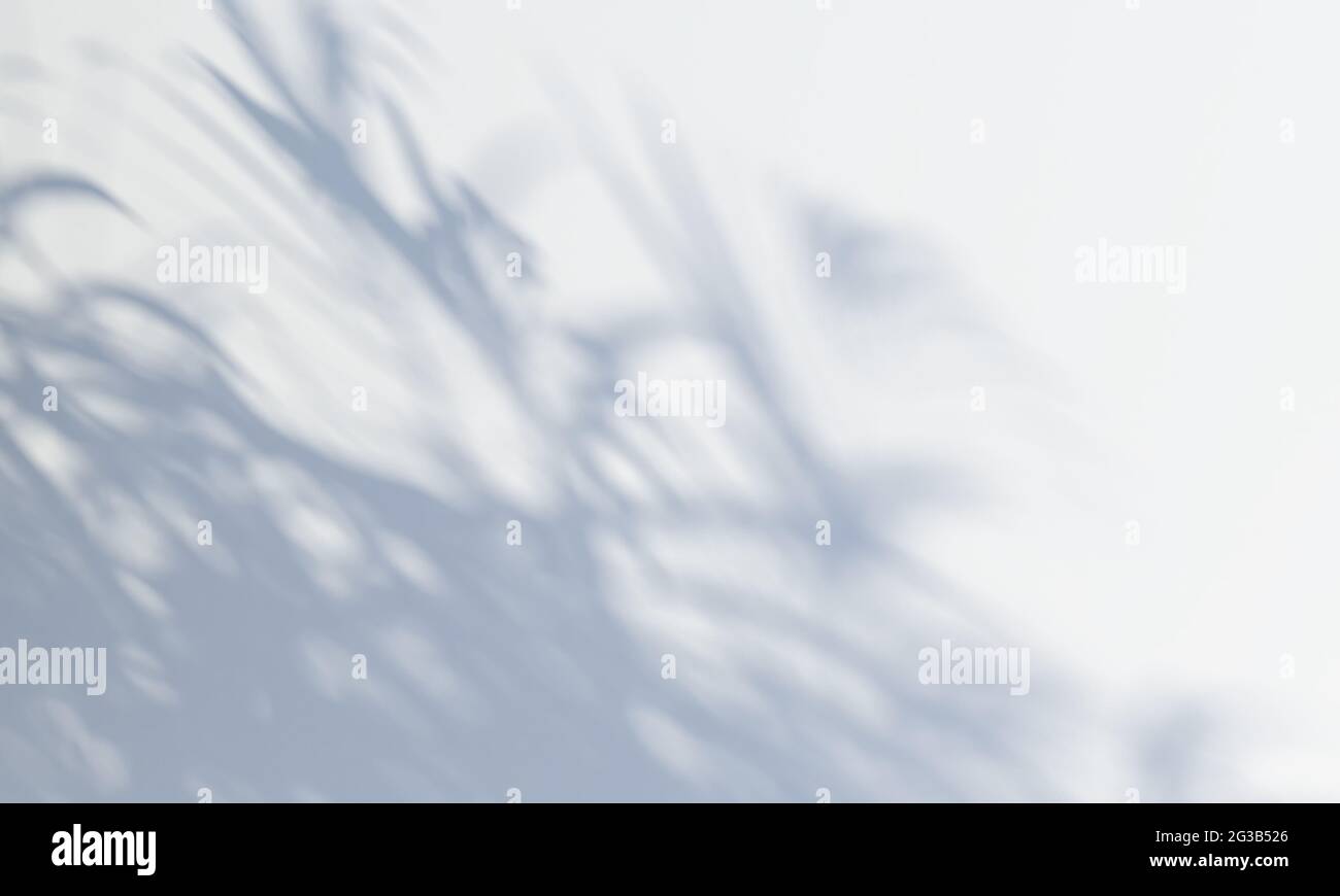 Shadow from a tree falling on a white wall. 3d rendering Stock Photo ...