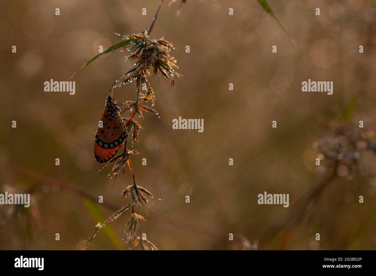 Butterfly contrast hi-res stock photography and images - Alamy