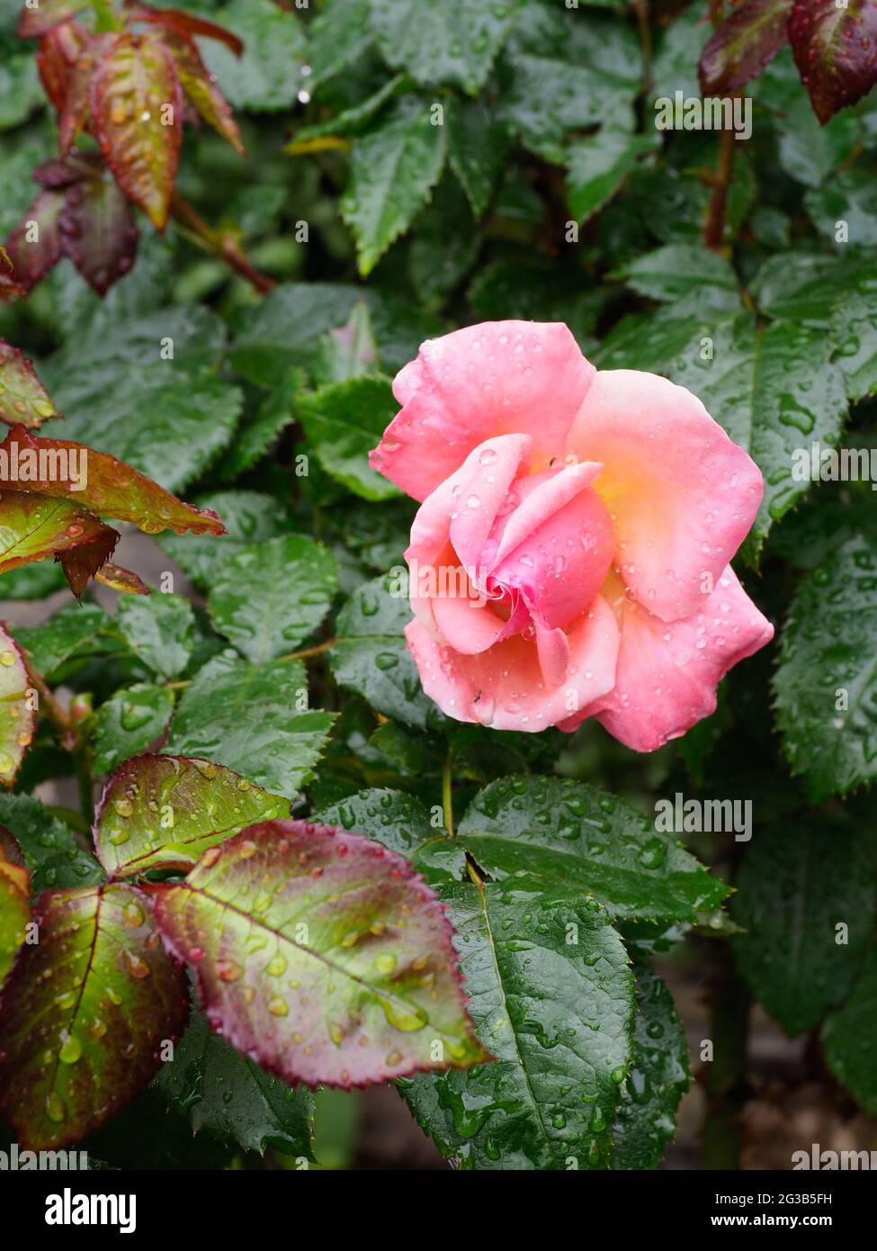 A close-up portrait of a beautiful salmon pink rose against new rose ...