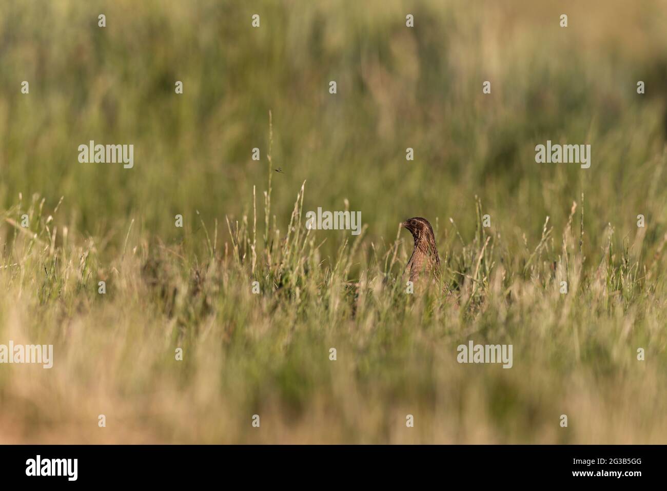 Common Quail Coturnix coturnix male singing in the Beauce plain, France ...
