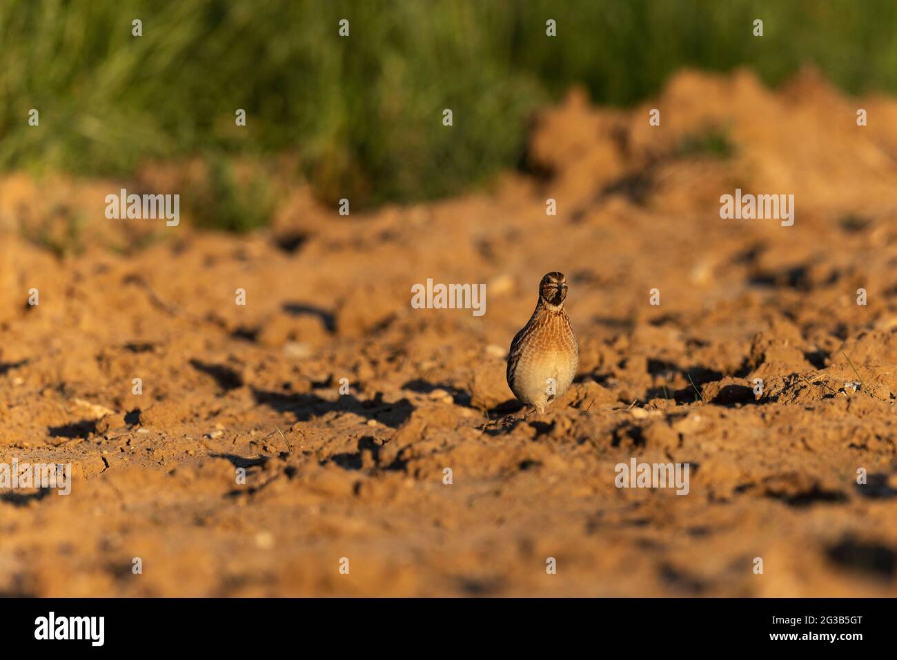 Common Quail Coturnix coturnix male singing in the Beauce plain, France ...
