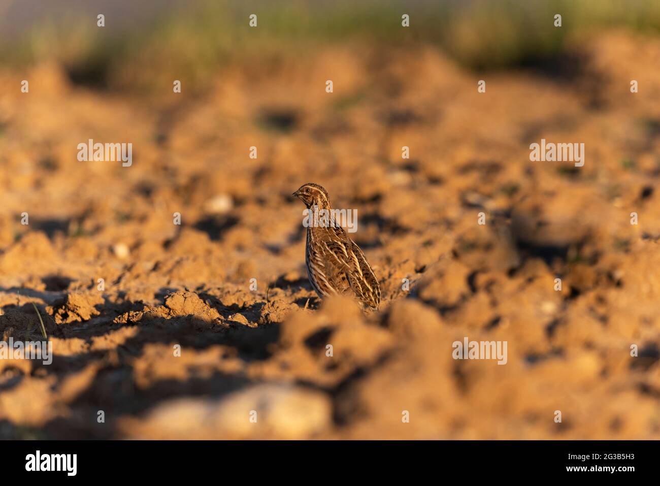 Common Quail Coturnix coturnix male singing in the Beauce plain, France ...