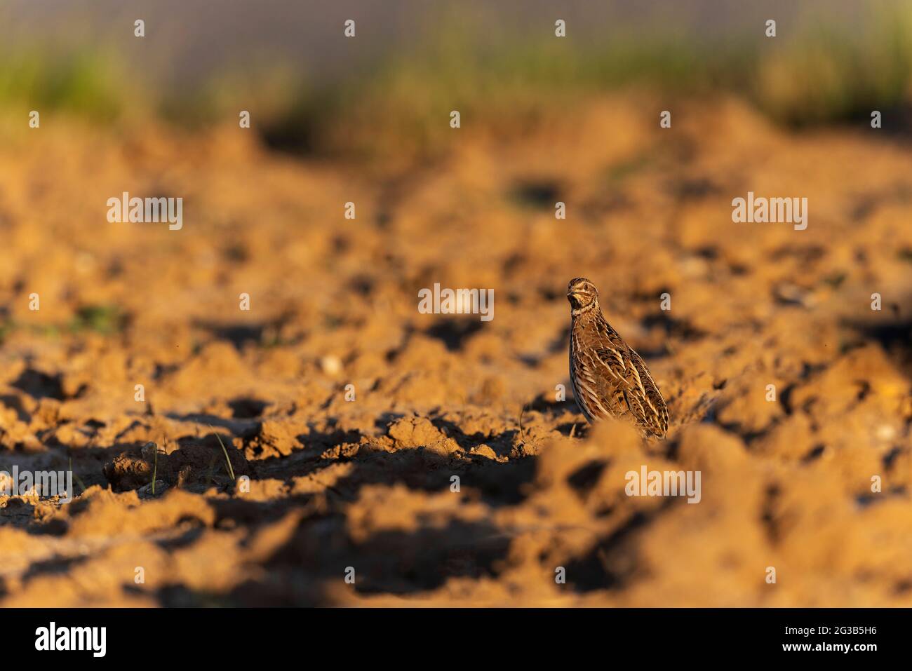 Common Quail Coturnix coturnix male singing in the Beauce plain, France ...