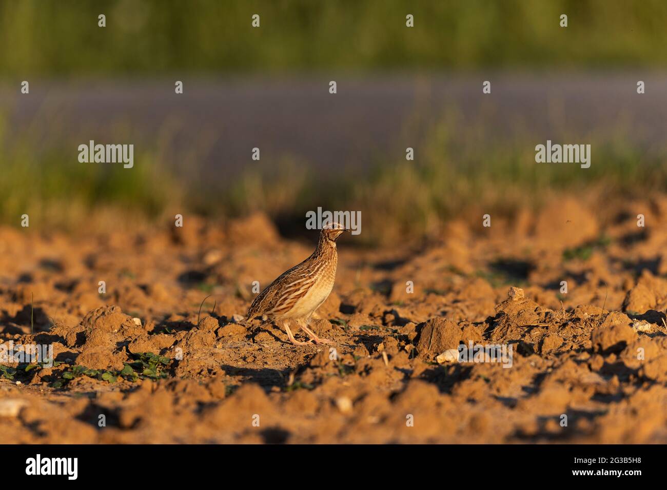 Common Quail Coturnix coturnix male singing in the Beauce plain, France ...