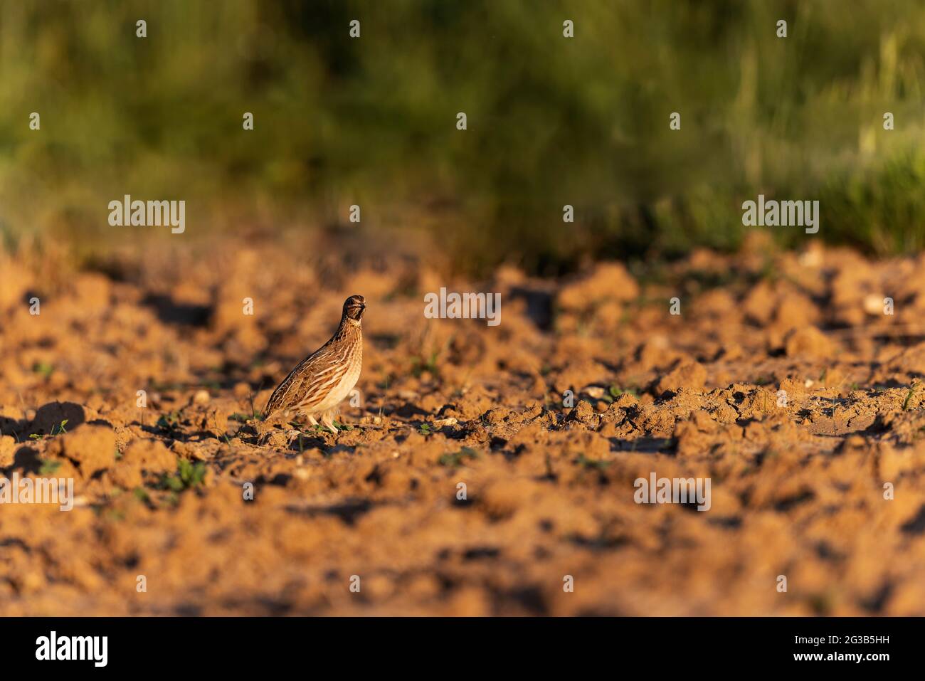 Common Quail Coturnix coturnix male singing in the Beauce plain, France ...
