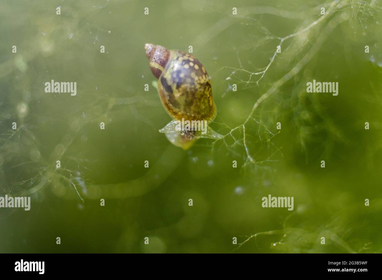 Pond snail Limnaea stagnalis in water with green algae Stock Photo - Alamy