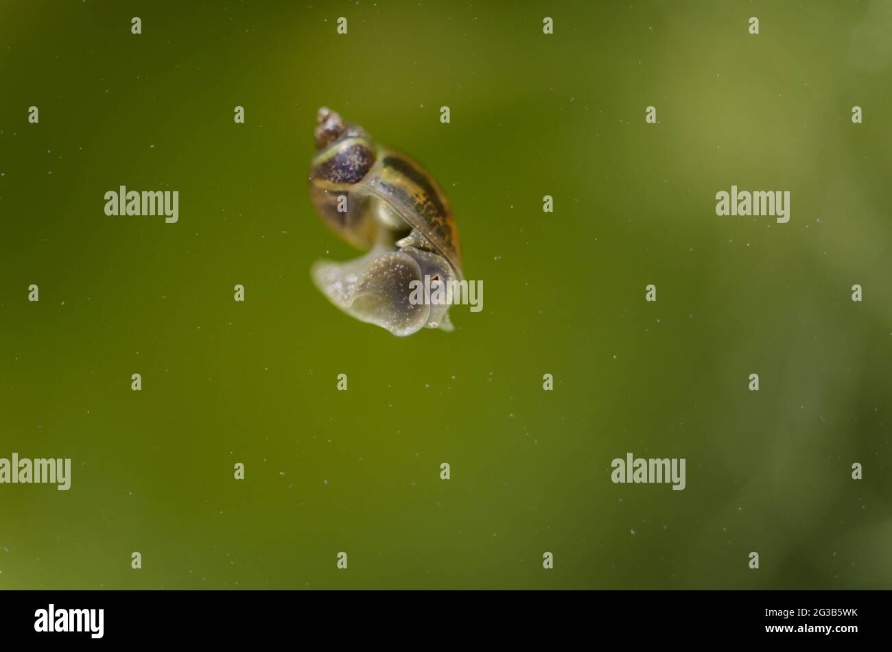 Pond snail Limnaea stagnalis in water with green algae Stock Photo - Alamy