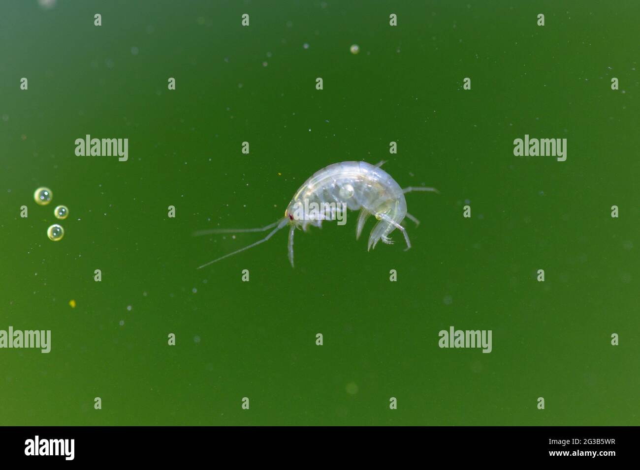 Amphipod crustacean Gammaridae Gammarus in close-up in algae-rich water ...