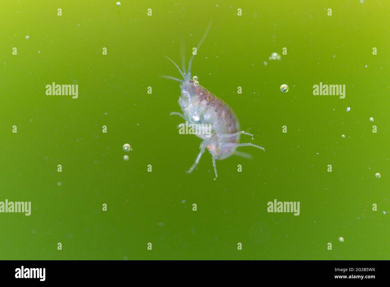 Amphipod crustacean Gammaridae Gammarus in close-up in algae-rich water ...