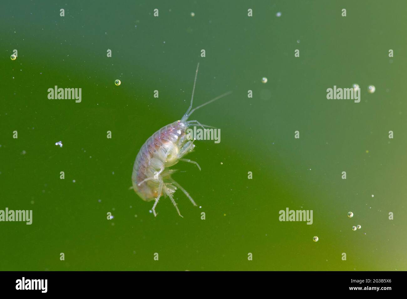 Amphipod crustacean Gammaridae Gammarus in close-up in algae-rich water ...