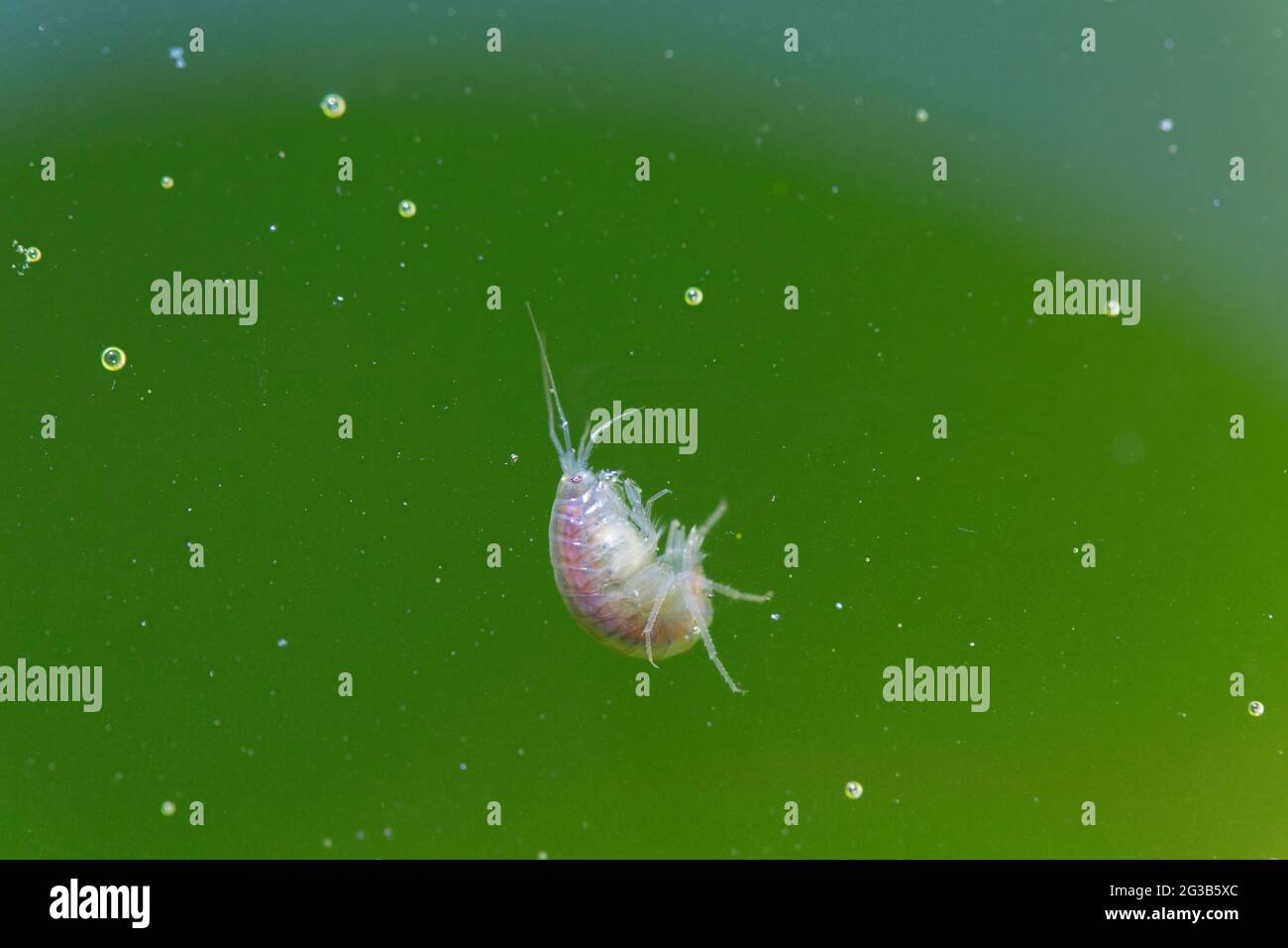 Amphipod crustacean Gammaridae Gammarus in close-up in algae-rich water ...