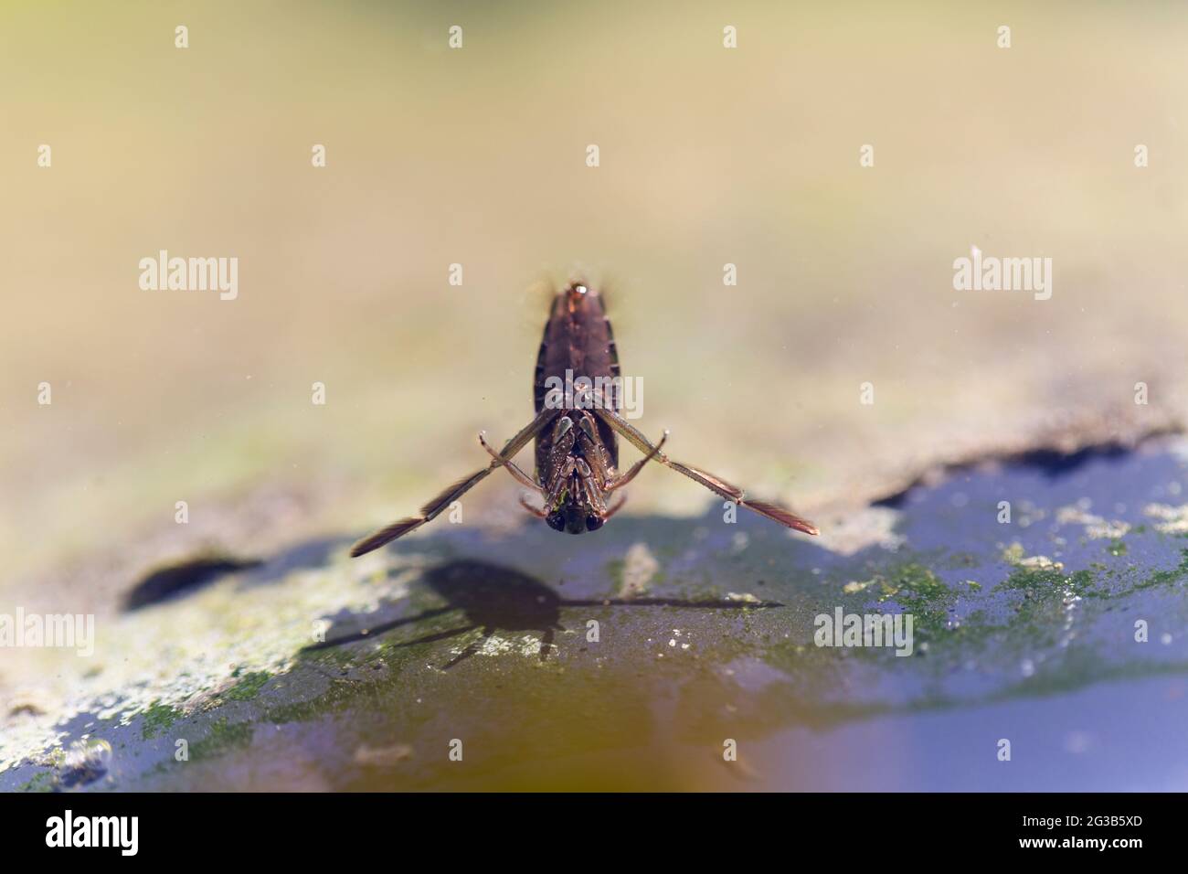 Notonecta glauca swimming hi-res stock photography and images - Alamy