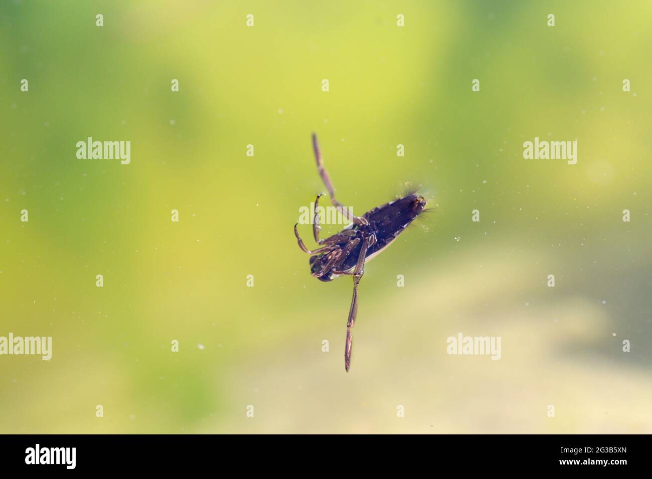 Aquatic insect Hemiptera Notonecta glauca close-up swimming Stock Photo ...