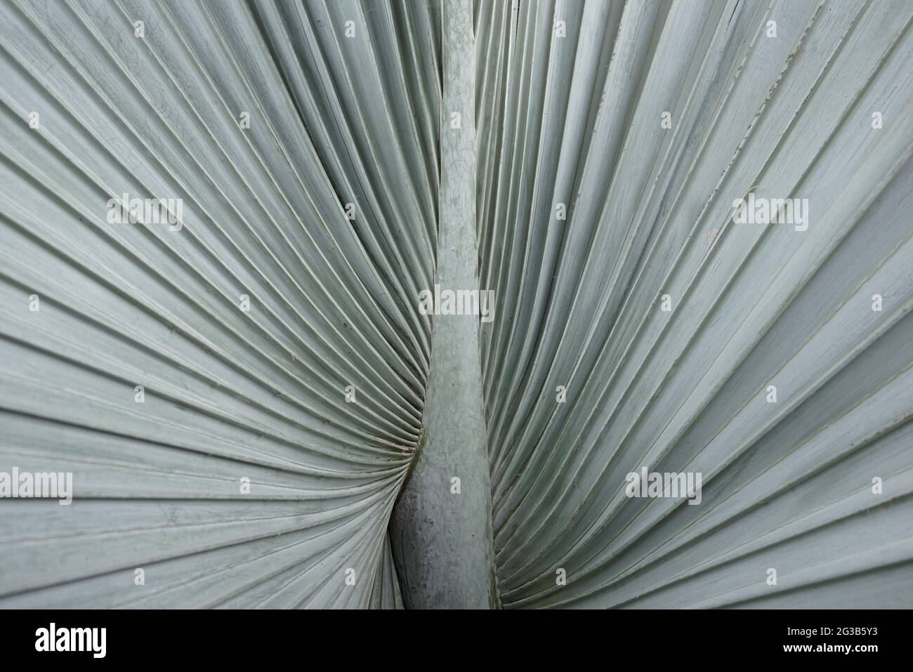 Muted green background hi-res stock photography and images - Alamy