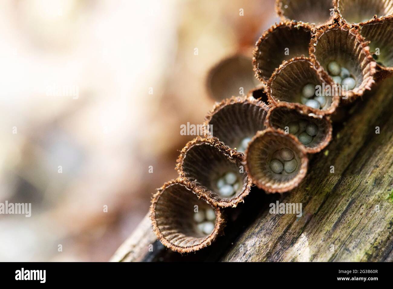 Fungus Cyathus striatus in close view Stock Photo - Alamy