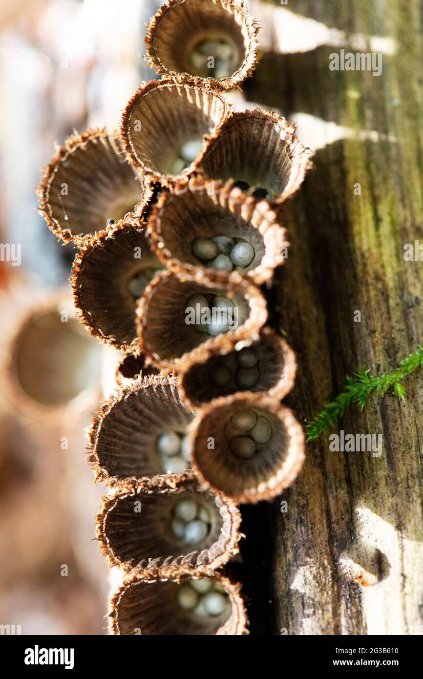 Fungus Cyathus striatus in close view Stock Photo - Alamy