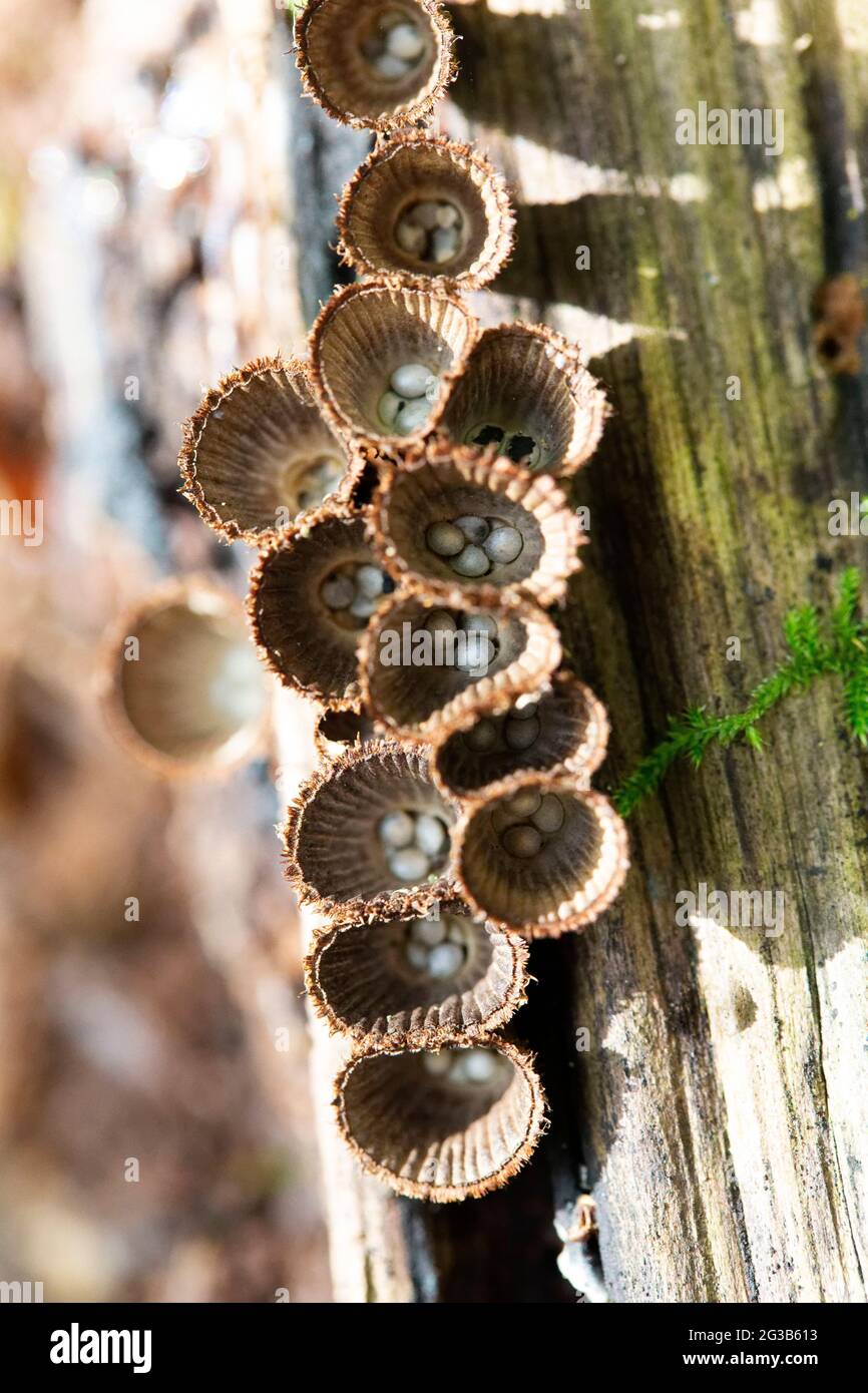 Fungus Cyathus striatus in close view Stock Photo - Alamy