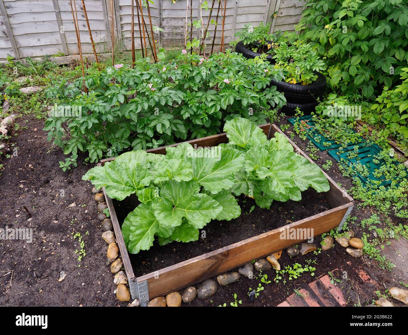 Picture of a small vegetable patch in a back garden showing healthy ...